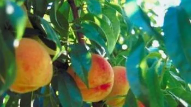 A Tale of Two Trees | United Church of God