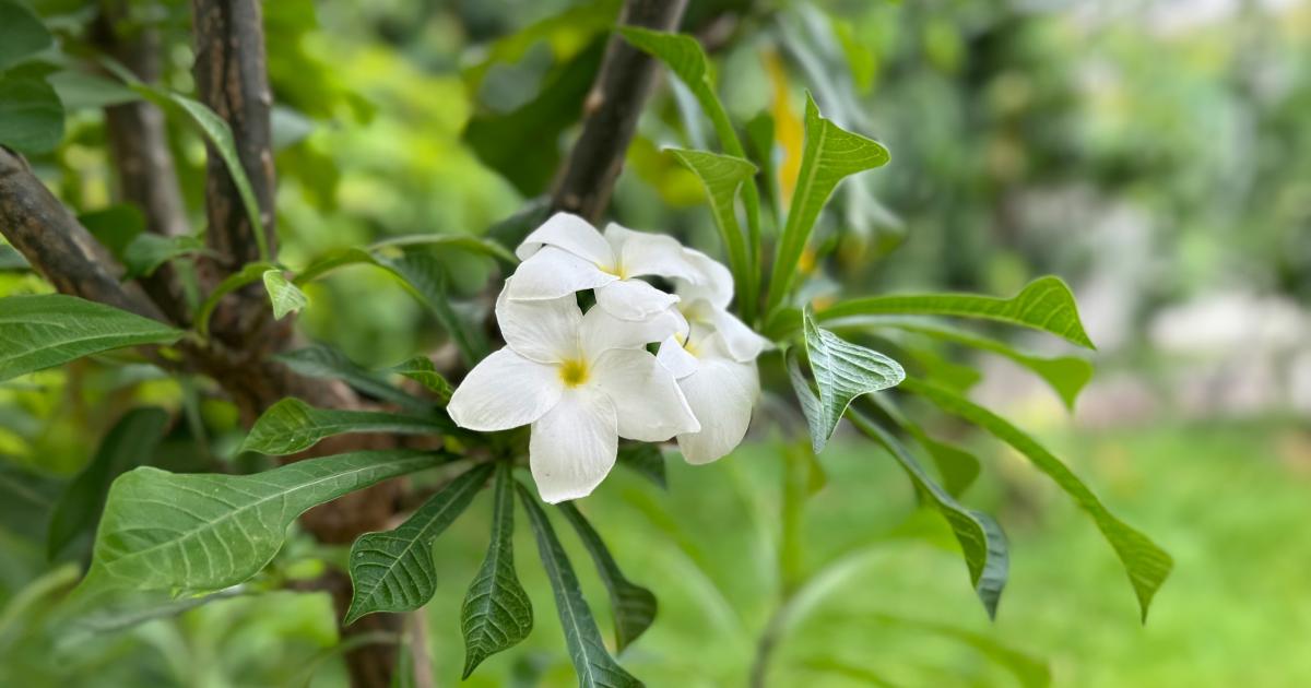 Ouidah, Bénin | United Church of God