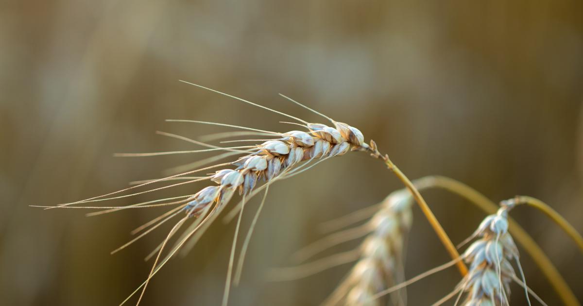 Wave Sheaf Offering: Let the Harvest Begin! | United Church of God
