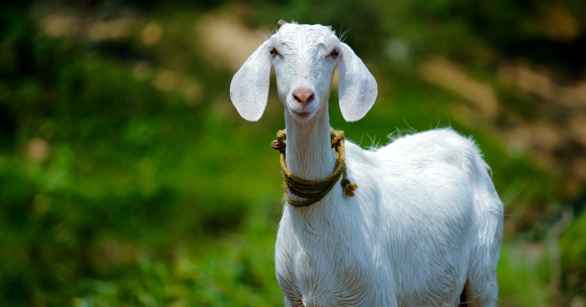 The Azazel Goat and Atonement | United Church of God