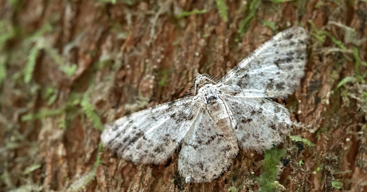Mothballing Evolution's Peppered Moths | United Church of God