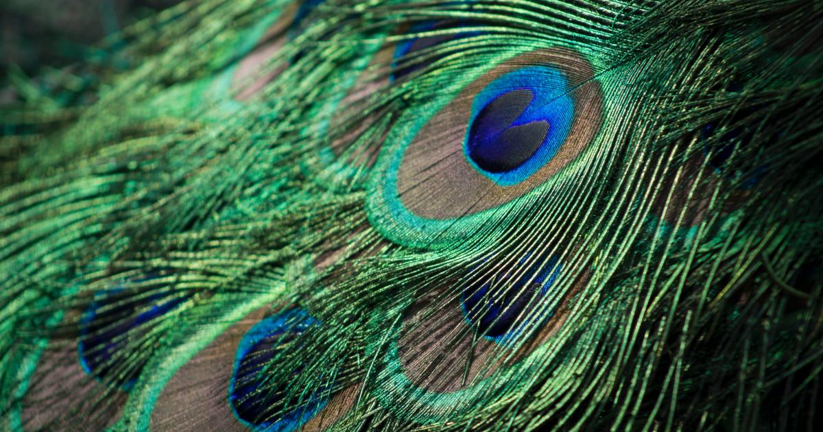 peacock feather features