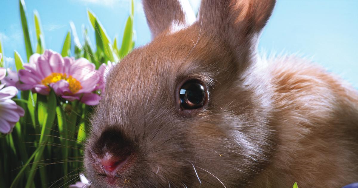 Walking With God: The Truth About Easter and Passover | United Church of God