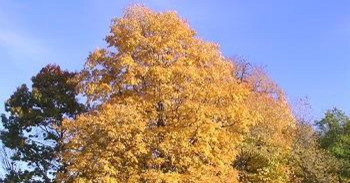 God's Fall Feasts | United Church of God