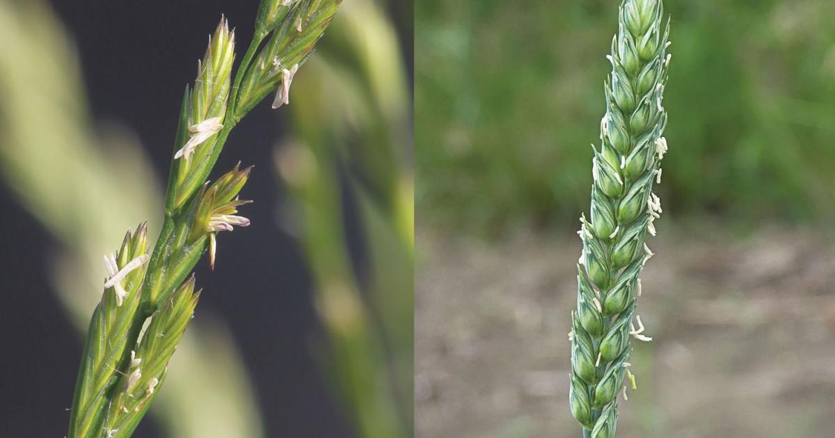 Lessons From the Parables: The Parable of the Tares: God's Field ...
