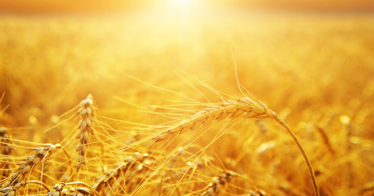 The Biblical Feast of Firstfruits: How It Explains a Great Mystery ...