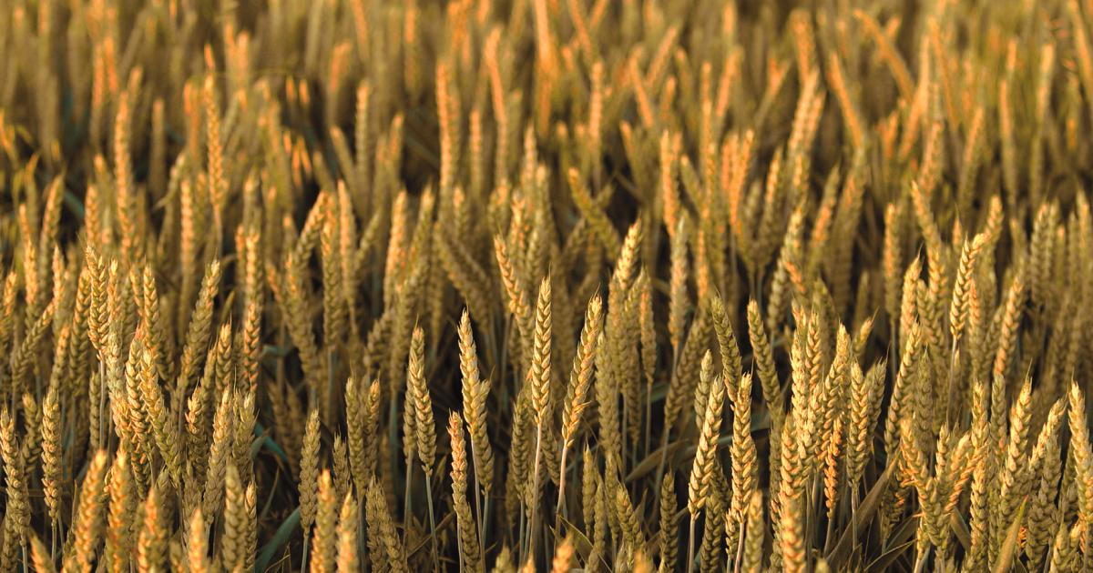 The Wave Sheaf: How an Ancient Ceremony Foreshadowed Jesus' Role ...